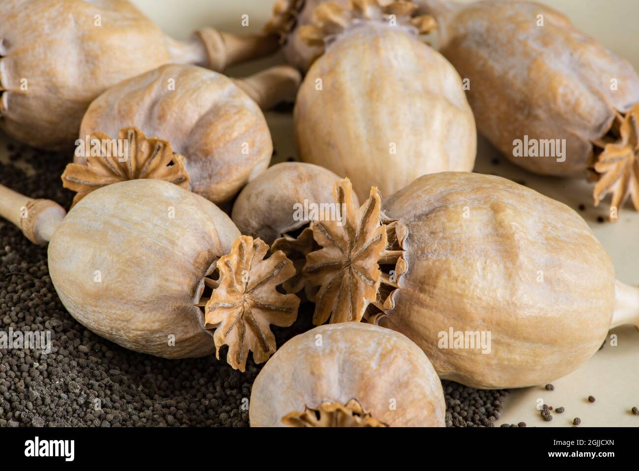 The seed capsule of a poppy (Papavera) and spilled poppy seed Stock ...