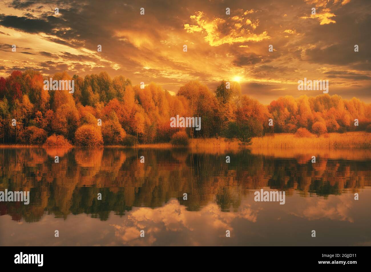 beautiful autumn landscape sunset golden trees are reflected in the ...