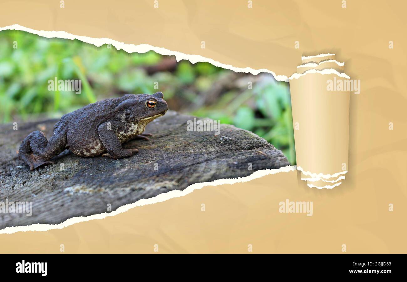 Torn paper with ground toad in opening background Stock Photo - Alamy