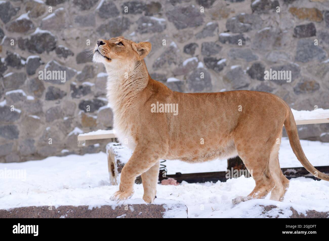 Lioness playing on snow in the outdoor municipal zoo aviary Stock Photo ...