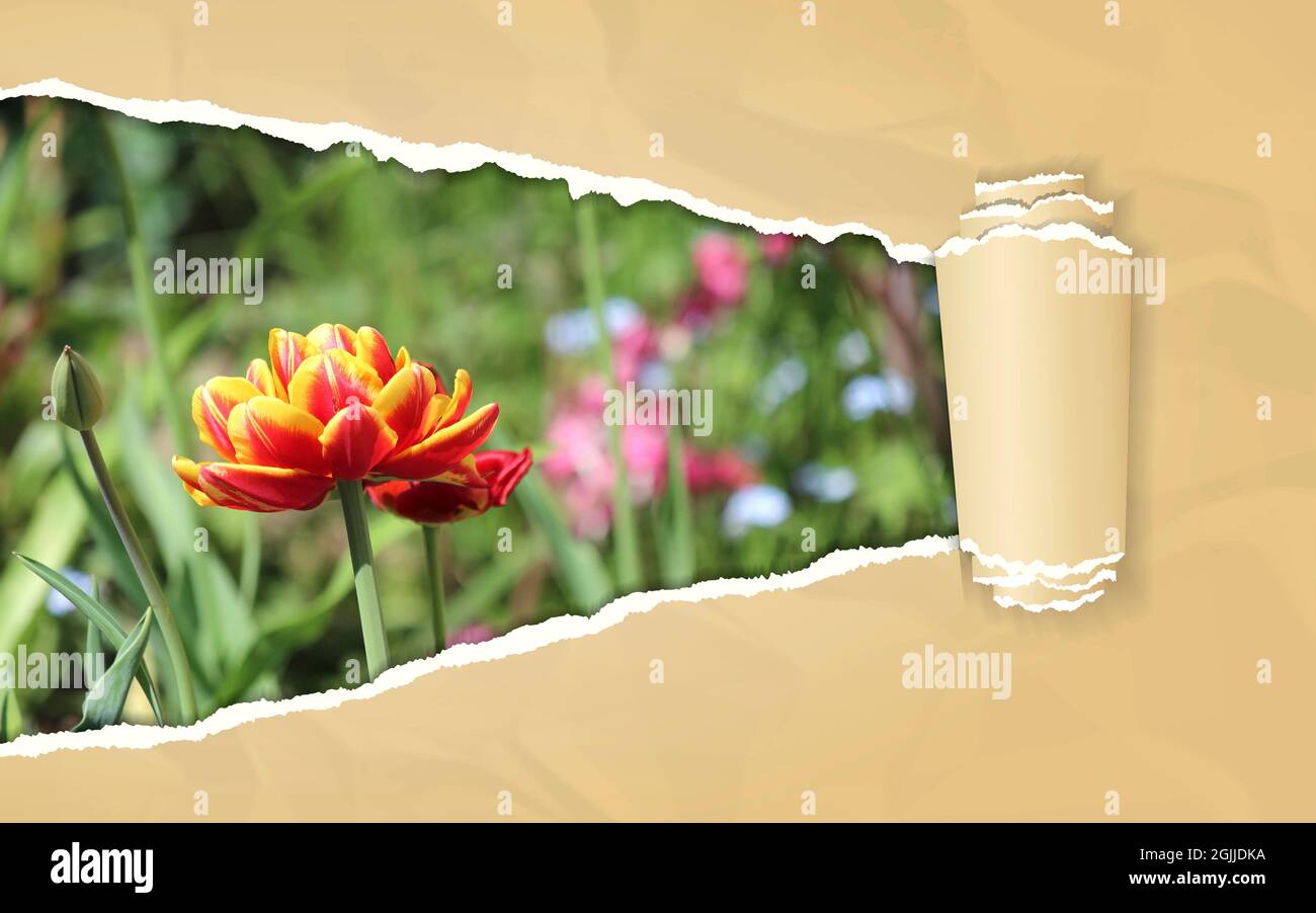 Torn paper with tulip flower in opening background Stock Photo - Alamy