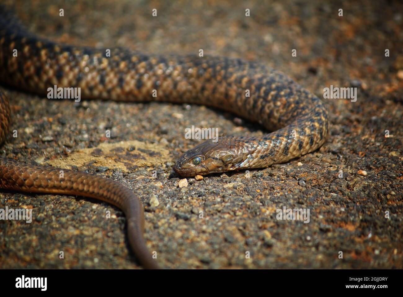 Selective closeup of a Viperinae on the ground Stock Photo - Alamy