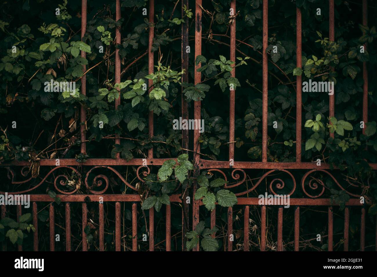 Beautiful view of green leaves behind metal gate Stock Photo - Alamy