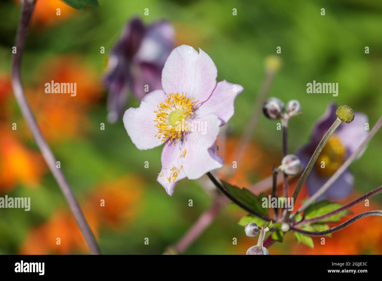 Japanese anemone flower hi-res stock photography and images - Alamy