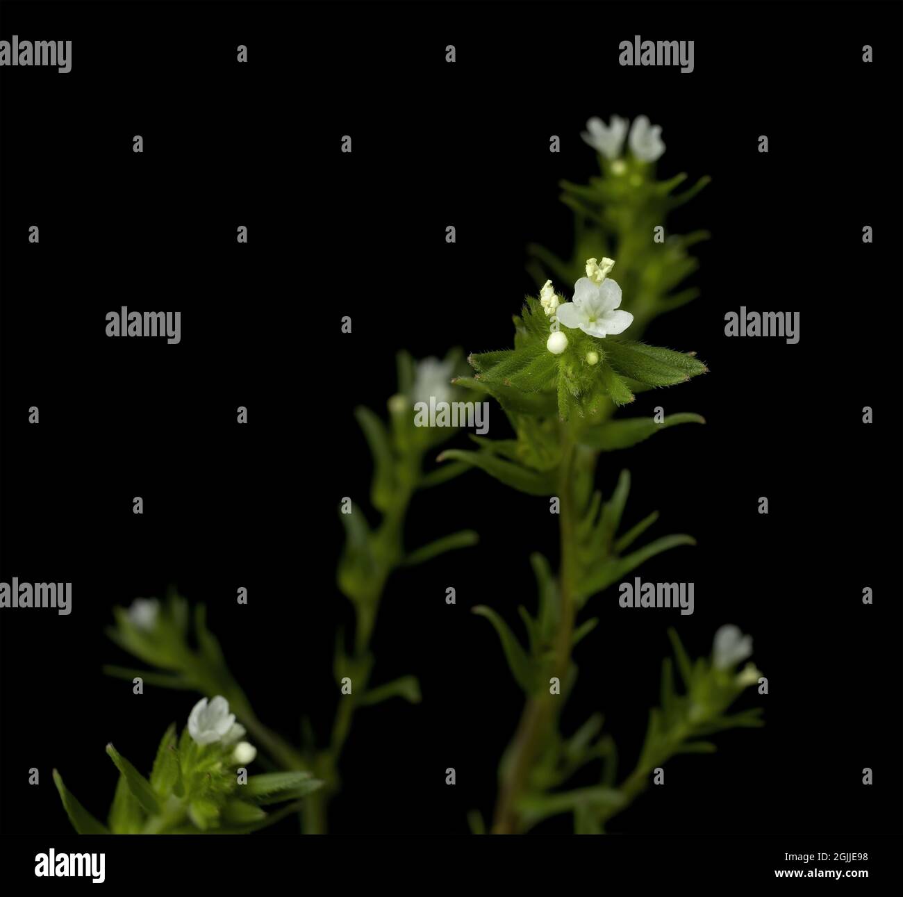 Buglossoides arvensis, Lithospermum arvense, common name is the field ...