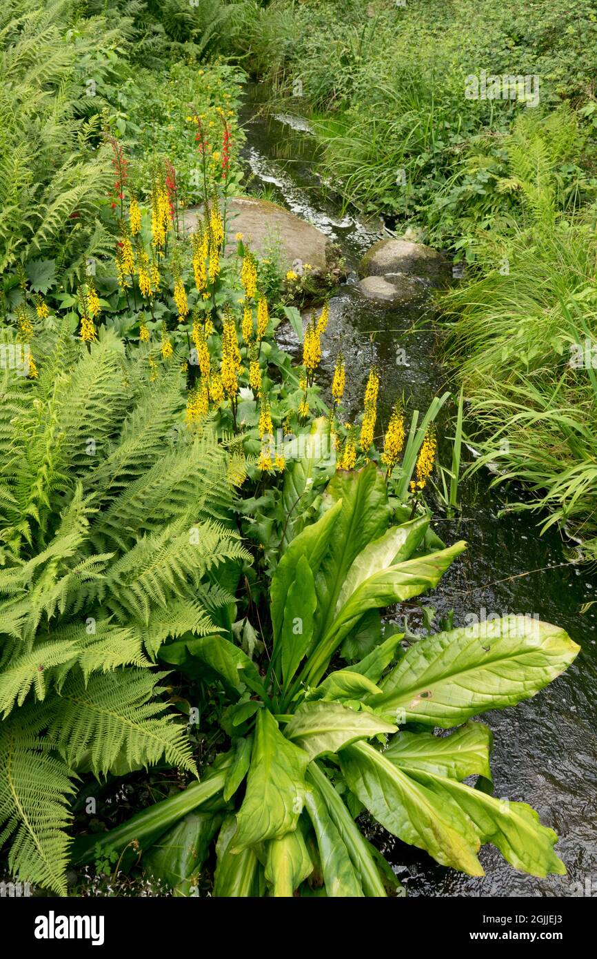 American skunk cabbage, Lysichiton americanus growing at garden stream ...