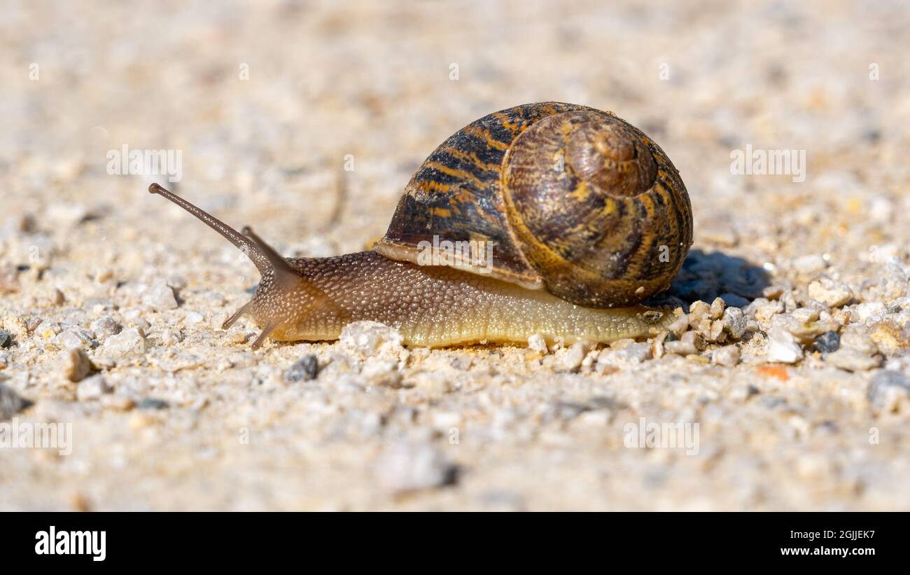 Small slimy brown snail on the dry ground Stock Photo - Alamy