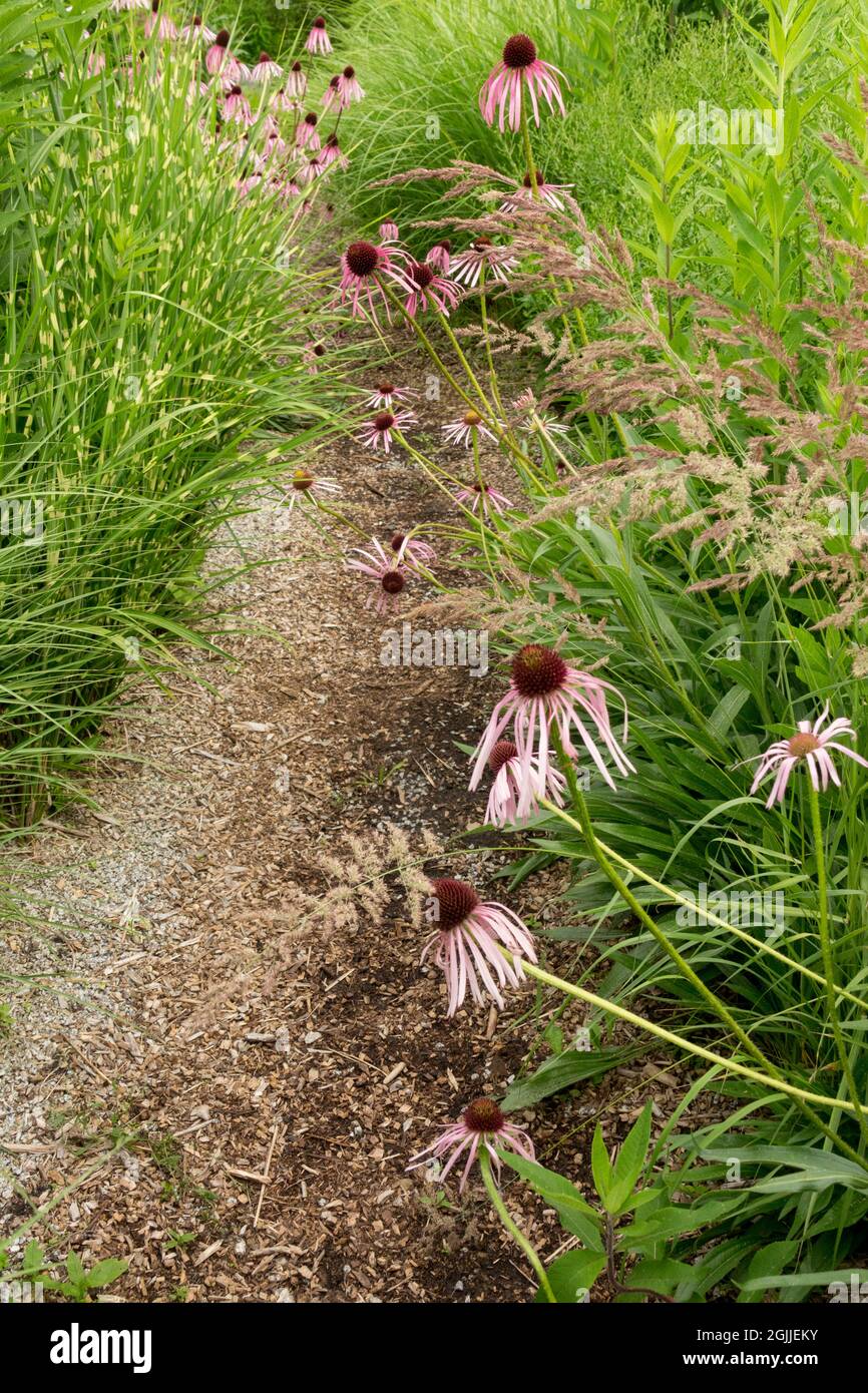 Garden pathway grasses border Stock Photo - Alamy