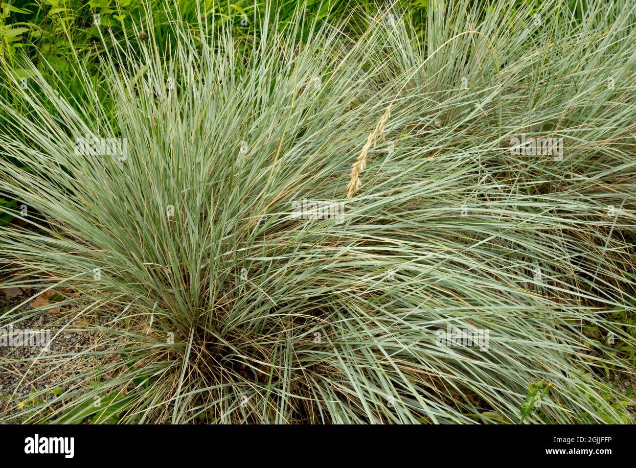 Blue Oat Grass Helictotrichon sempervirens Stock Photo - Alamy