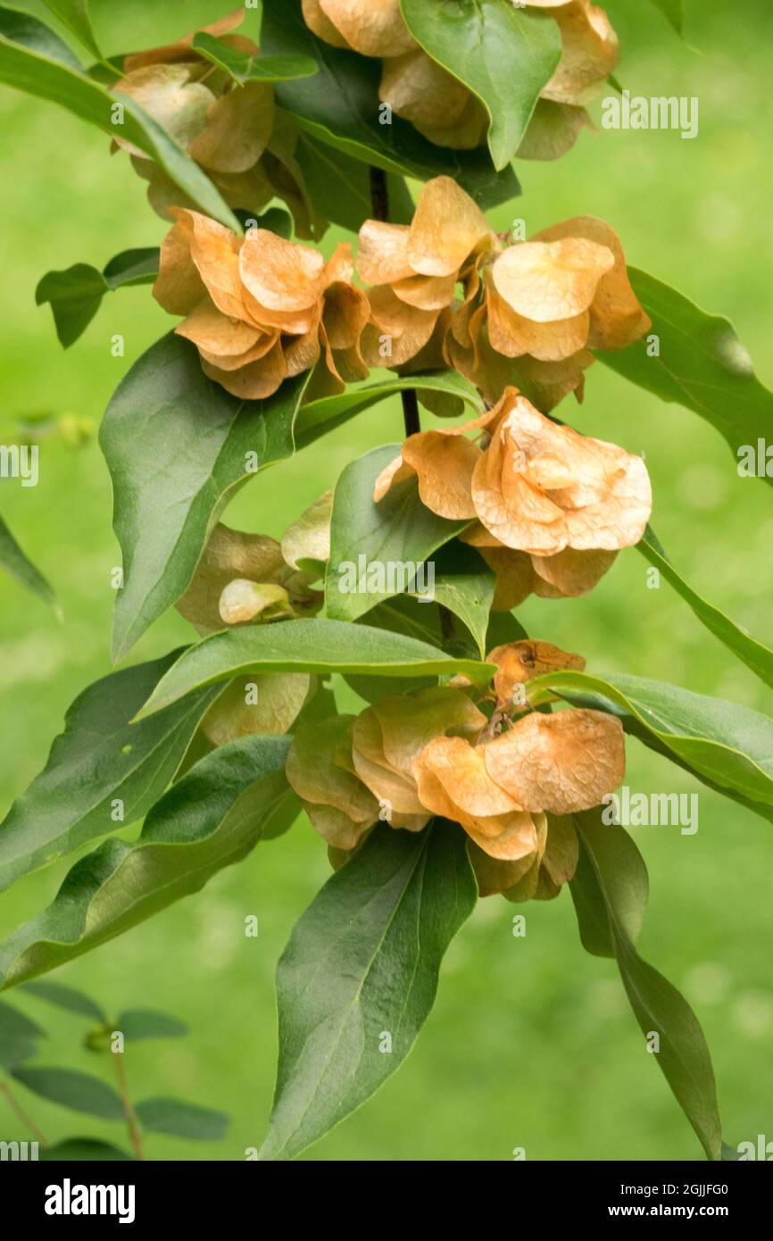 Floribunda hi-res stock photography and images - Alamy