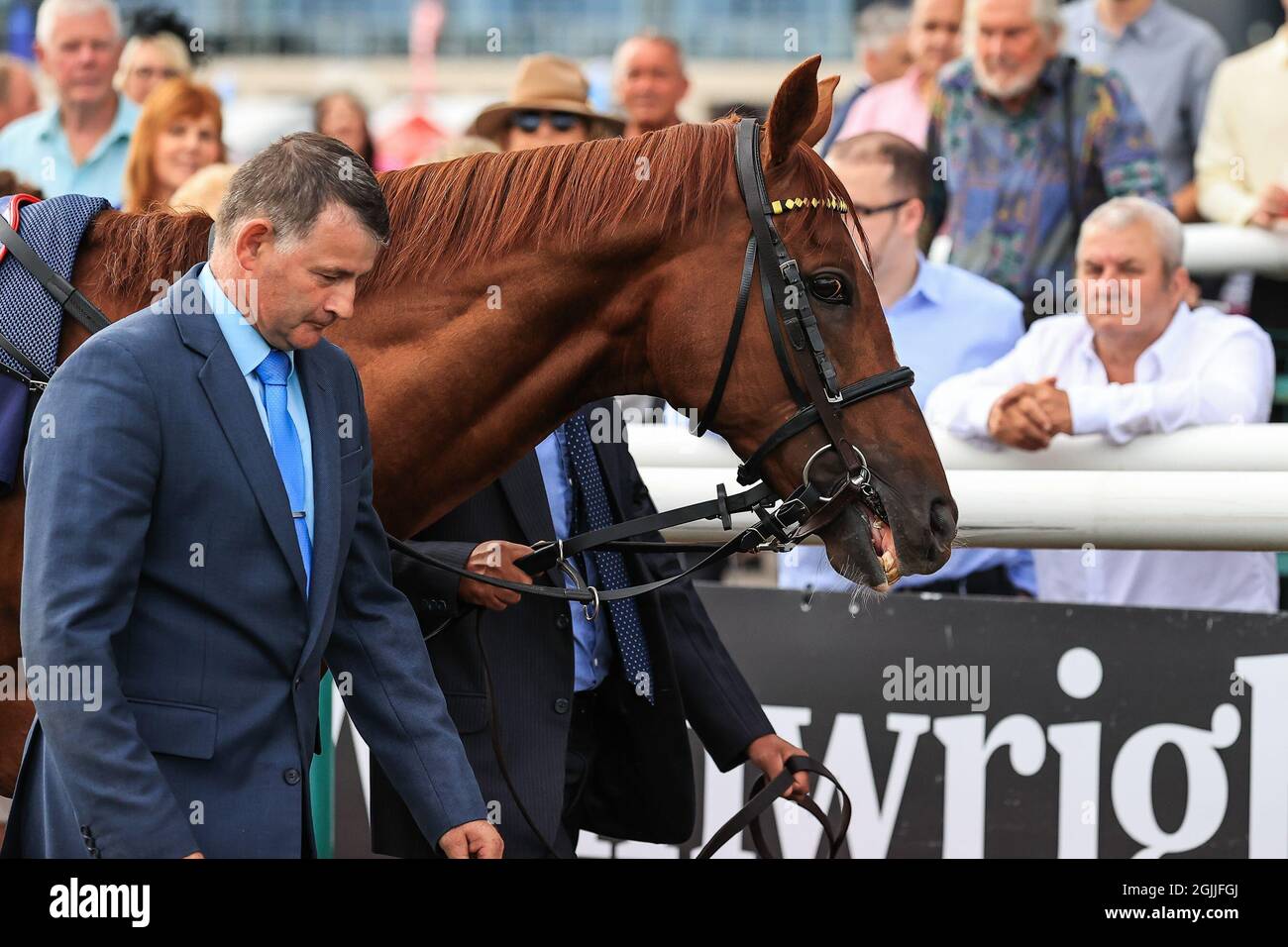 Stradivarius meets the public as he walks around the parade ring Stock ...