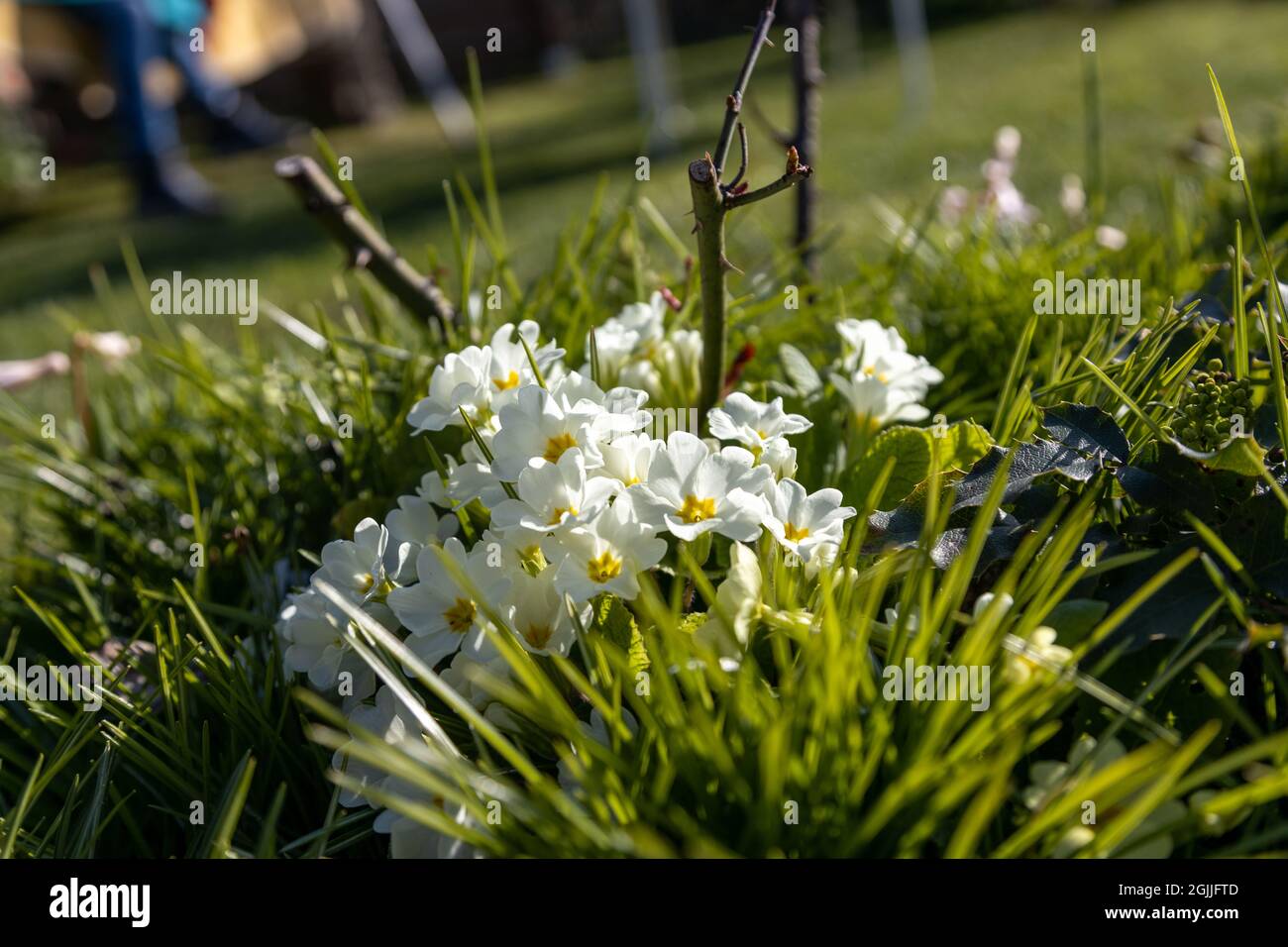 many beautiful primroses growing in the garden in the spring sunshine ...
