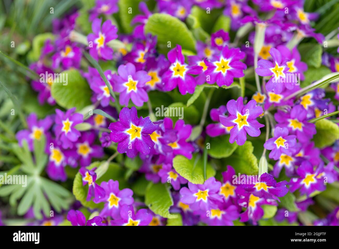 many beautiful primroses growing in the garden in the spring sunshine ...