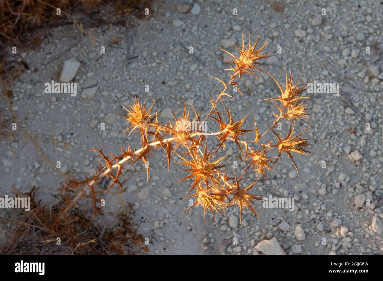 Warm evening sunlight on a dead Cyprian Donkey Thistle (onopordum ...