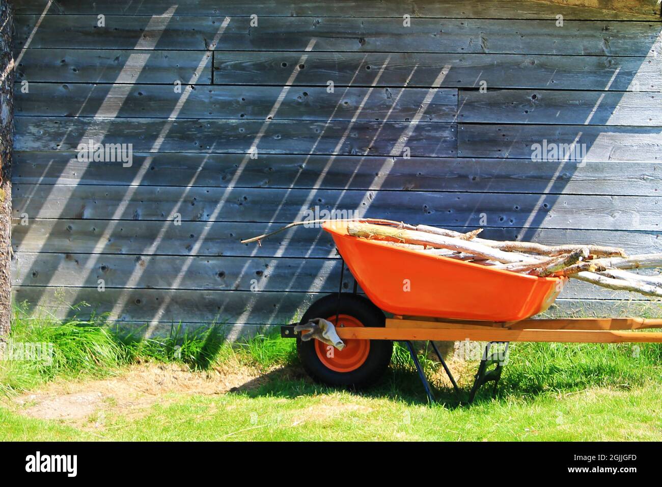 An orange wheelbarrow filled with tree branches, in front of a grey ...