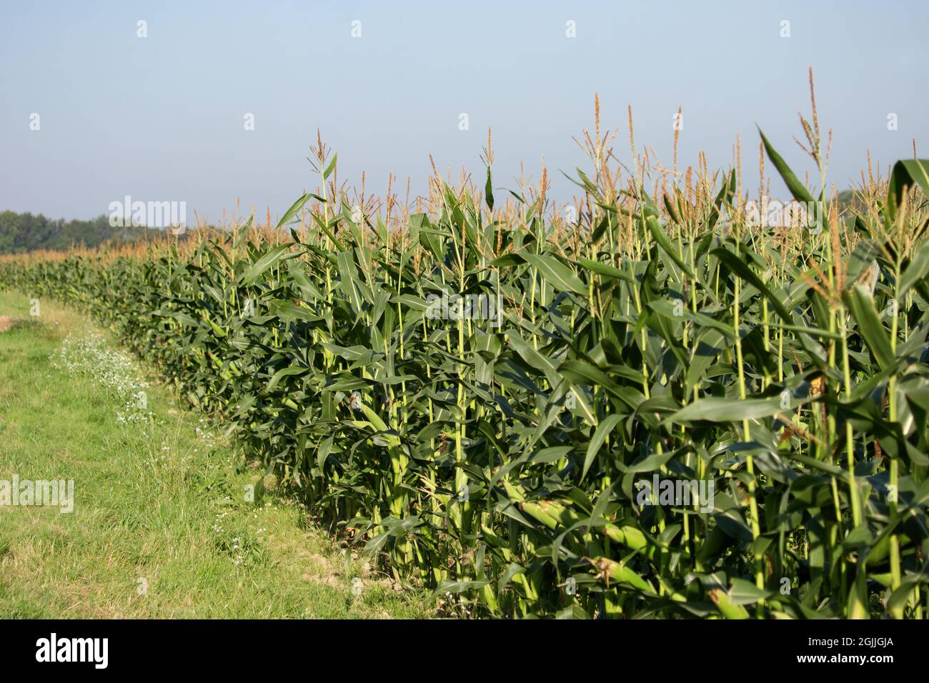 A field full of Maize almost ready to harvest Stock Photo - Alamy
