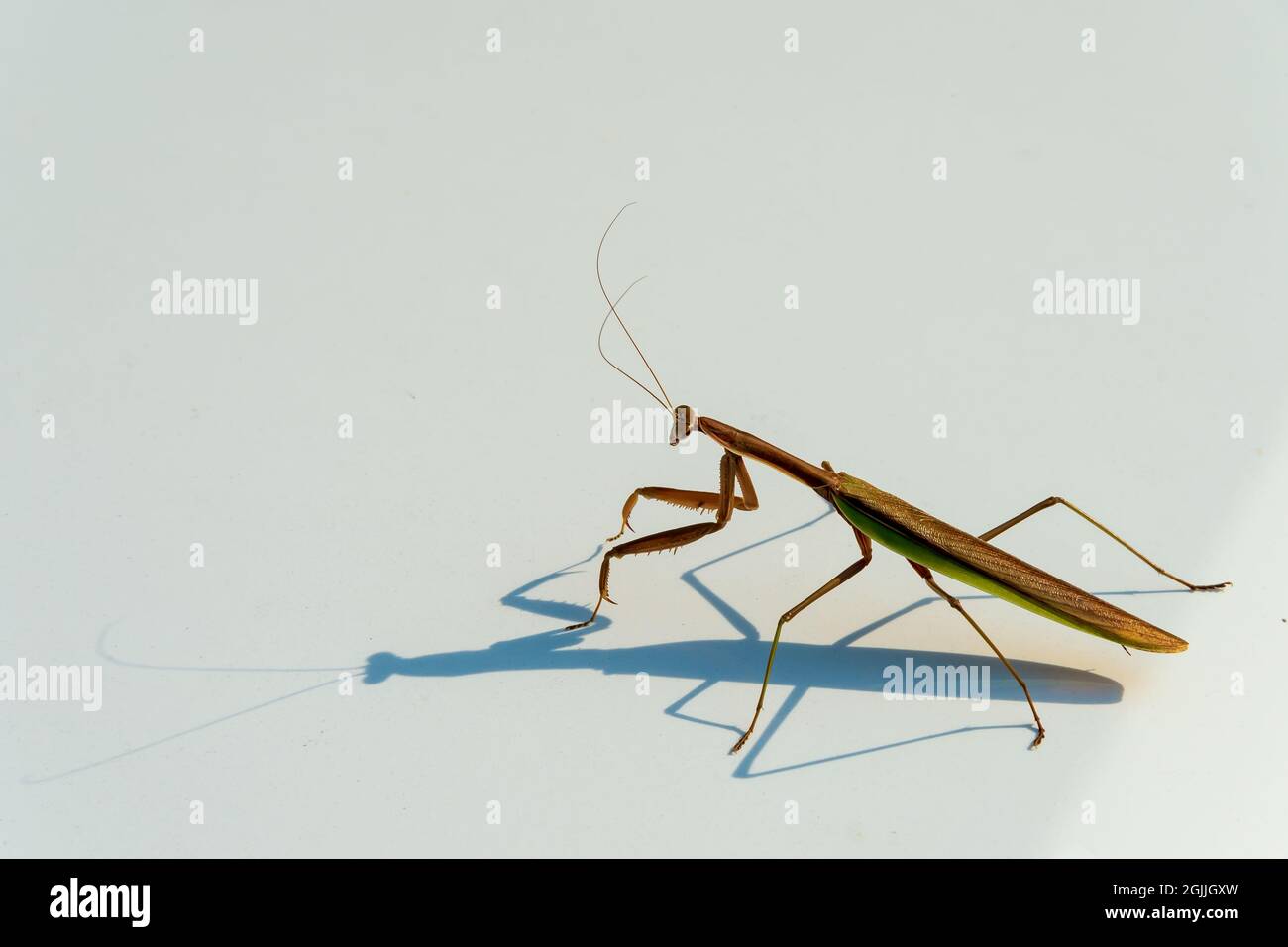 Praying mantis eyes hi-res stock photography and images - Alamy
