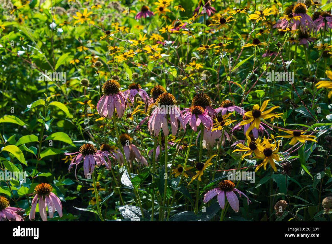 Iowa wildflowers hi-res stock photography and images - Alamy