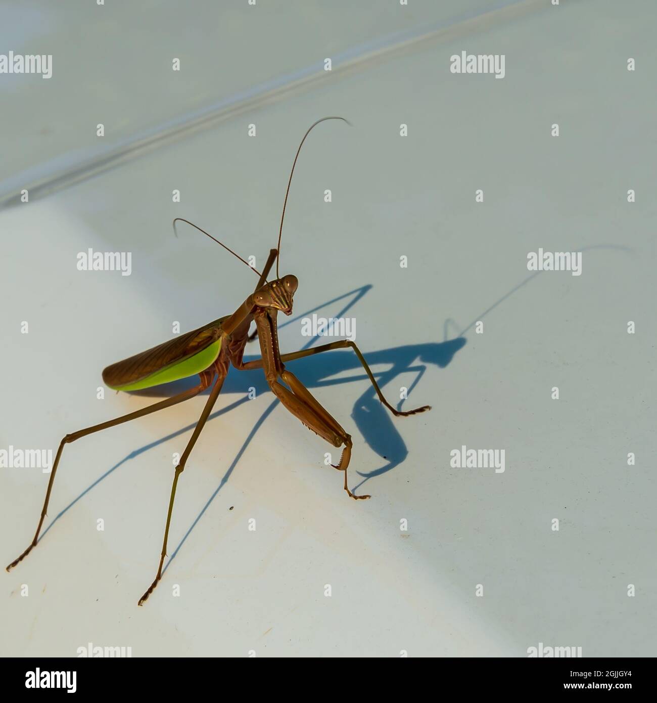 A praying mantis eyes the photographer while resting on the hood of a ...