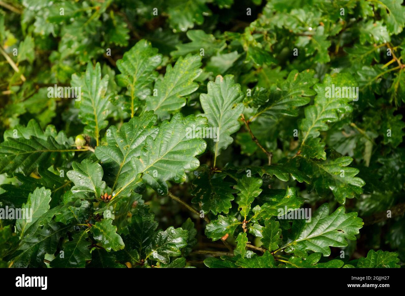 Green oak frame High Resolution Stock Photography and Images - Alamy