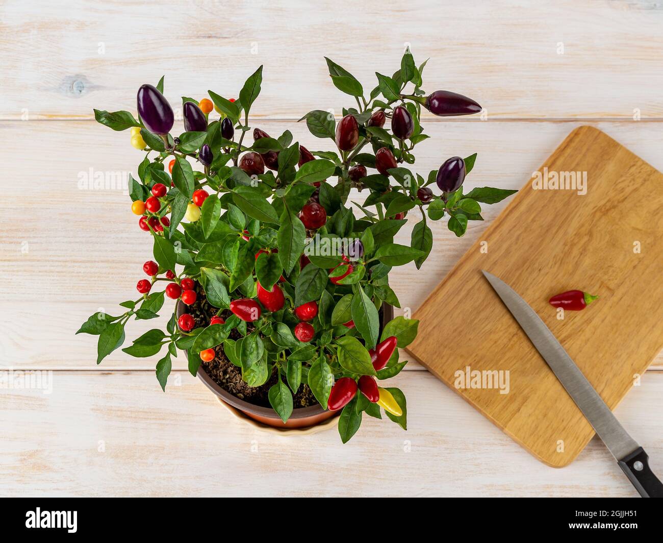 Potted hot chili pepper, cutting board, knife and raw red pepper pod on ...