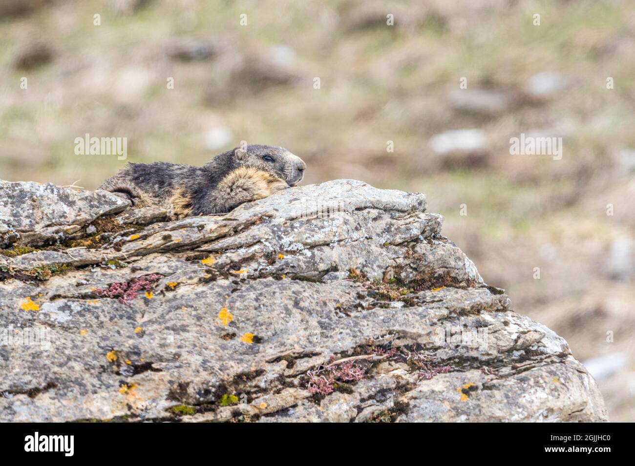Alpine marmot (Marmota marmota) on a rock, Valais alps, Switzerland ...