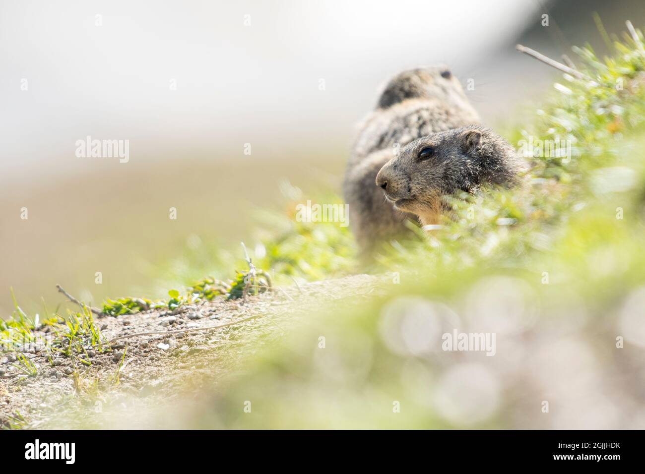 Two Alpine marmots (Marmota marmota) observe at the entrance of the burrow, Valais alps ...