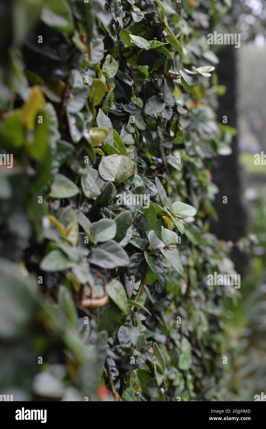 Ficus pumila hi-res stock photography and images - Alamy