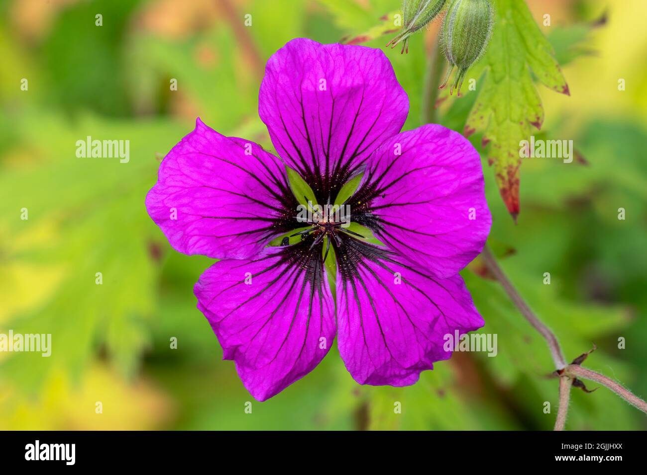 Geranium x Oxonianum 'Wageningen' a summer flowering plant with a pink ...