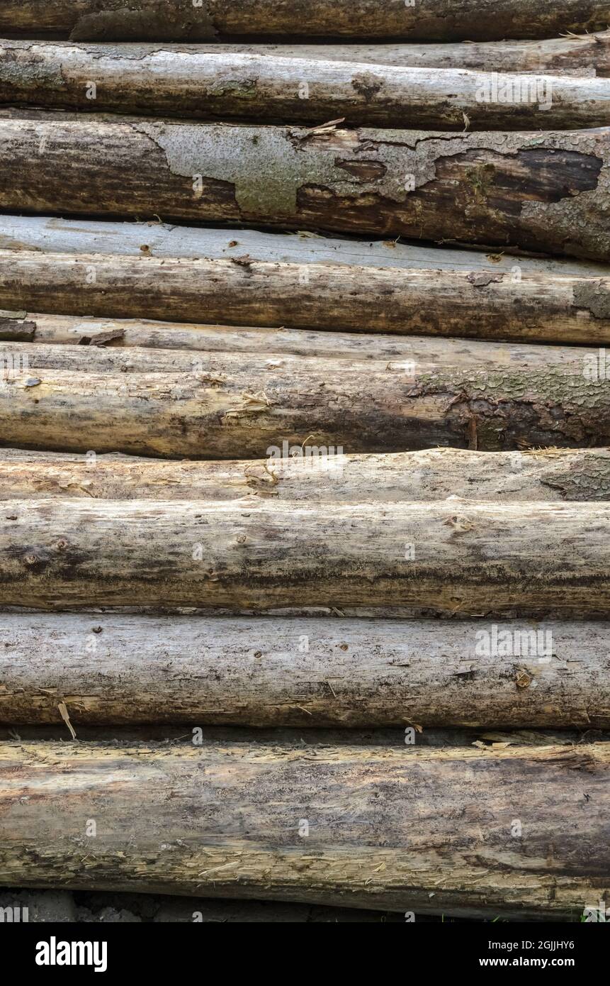 Pile of long tree logs at a logging site, abstract wooden background ...