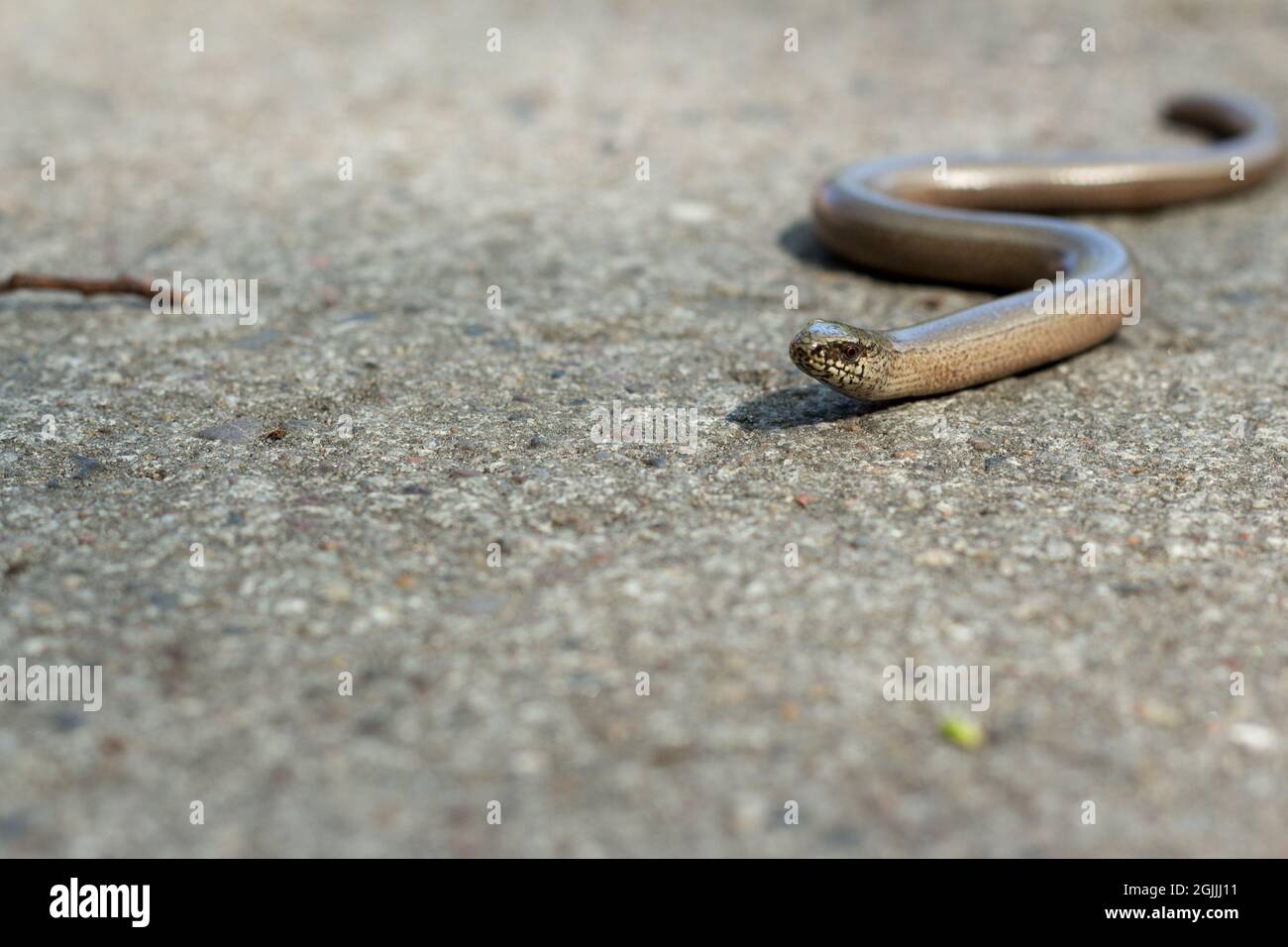 "A slow snake slithering across the ground, blending into its ...