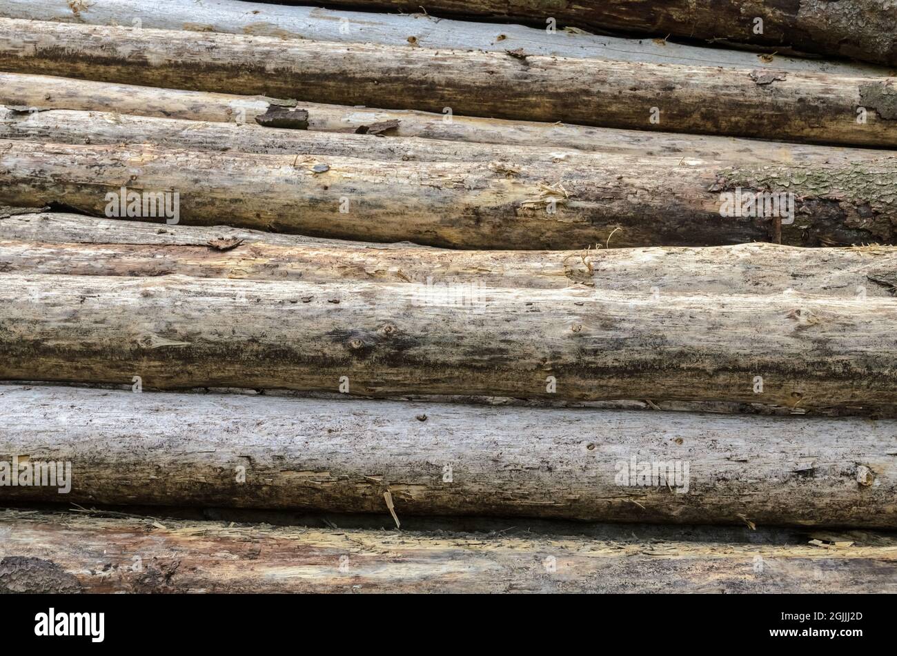 Long trunks hi-res stock photography and images - Alamy