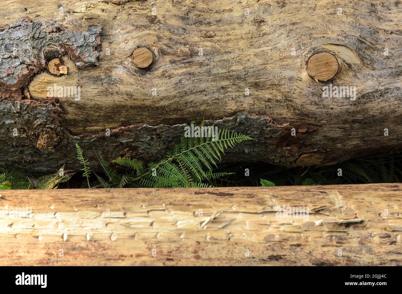 Ferns and logs hi-res stock photography and images - Alamy