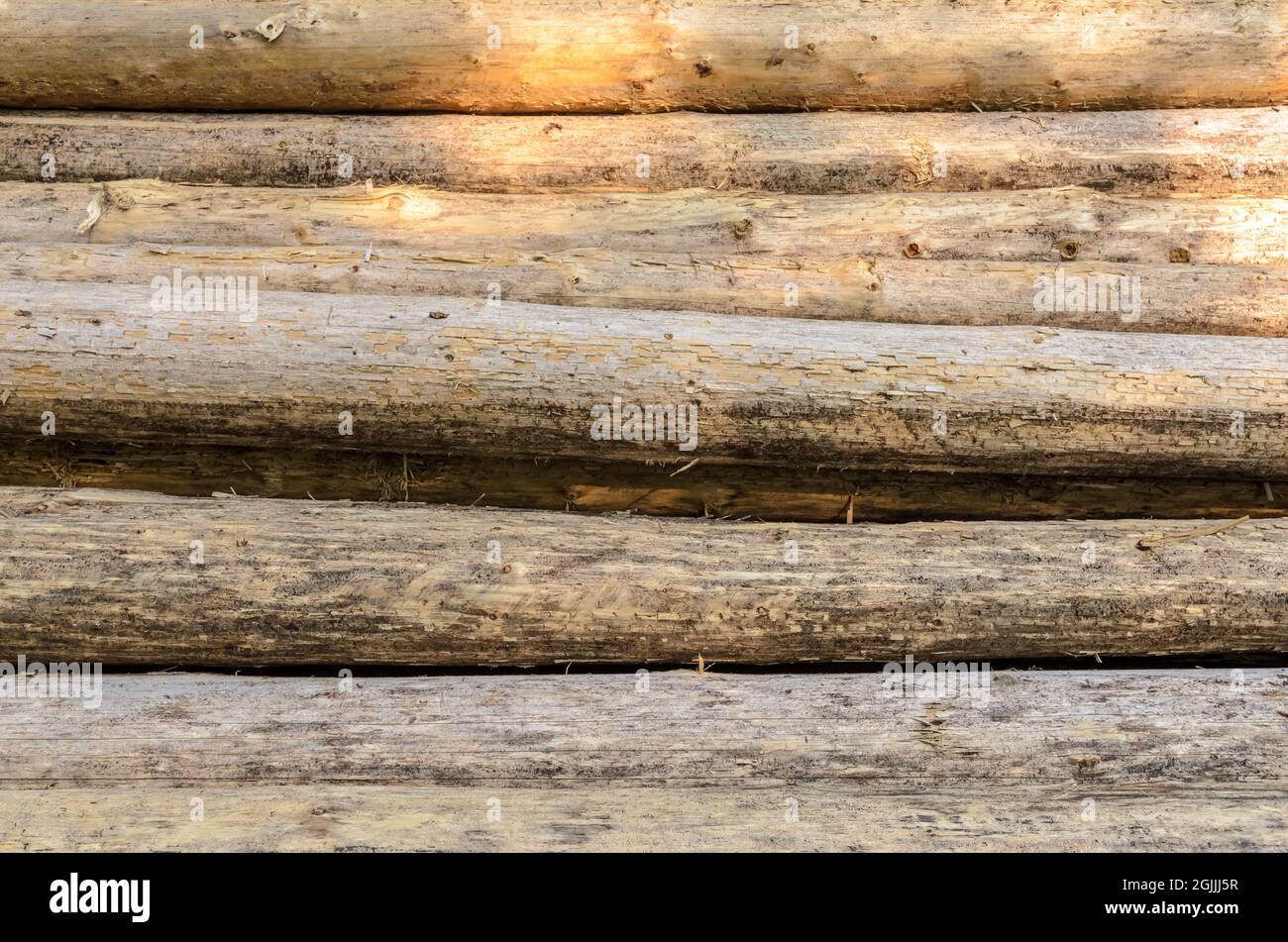 Pile of long tree logs at a logging site, abstract wooden background ...