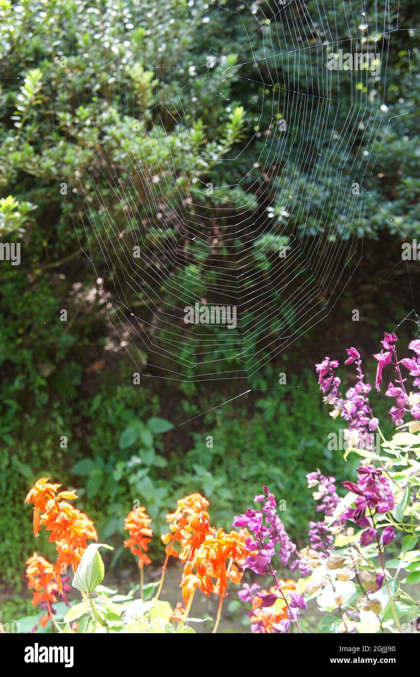 Huge spider web tree hi-res stock photography and images - Alamy