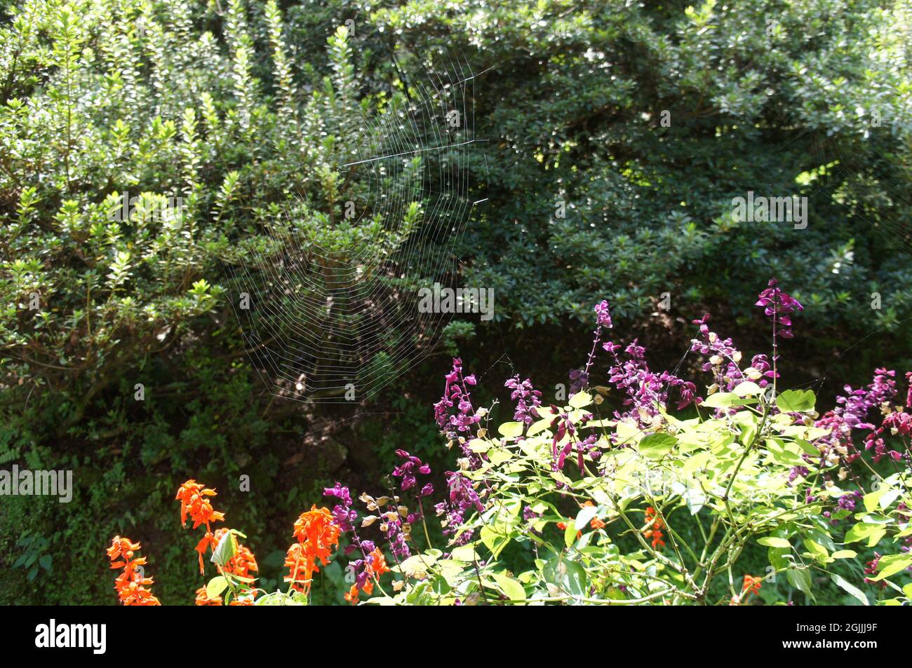 Closeup shot of a huge beautiful spider web in the garden with trees ...