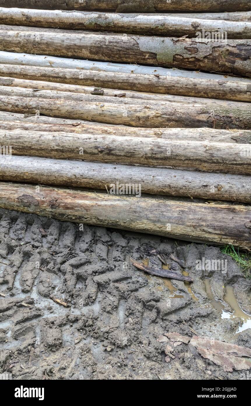 Long tree hi-res stock photography and images - Alamy