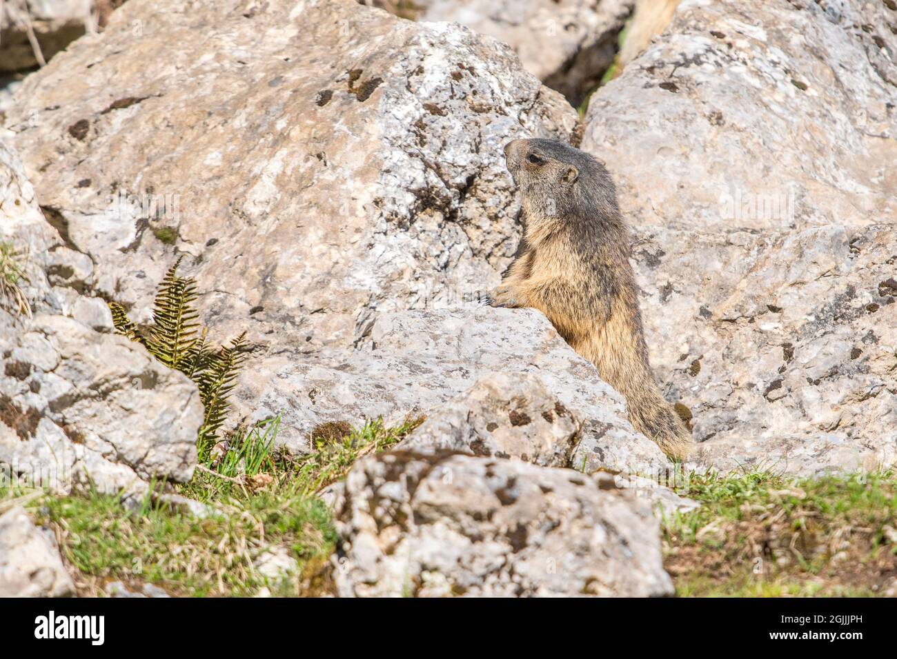 When rocks scream hi-res stock photography and images - Alamy