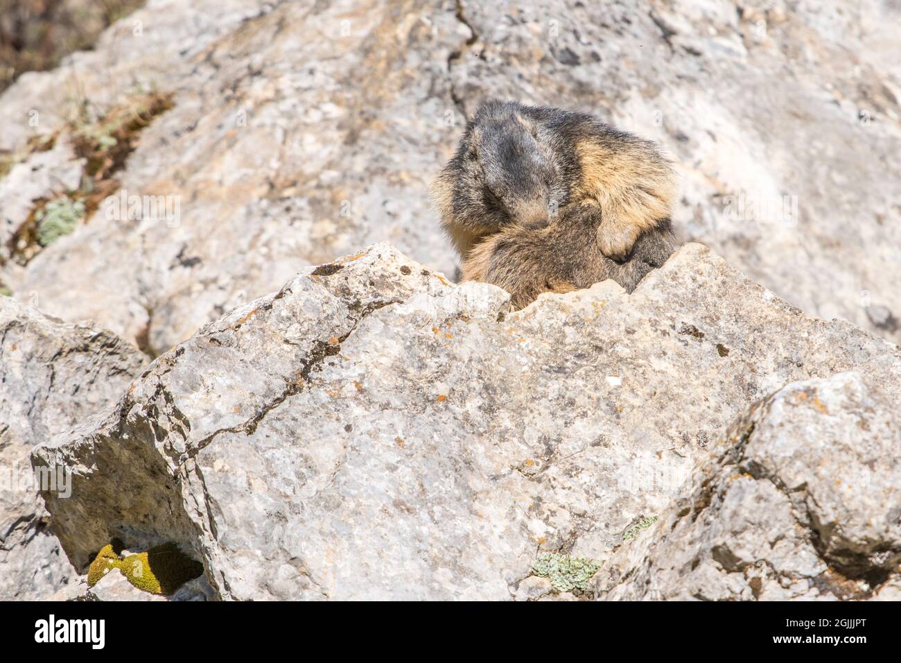 Alpine marmot (Marmota marmota) cleans itself in the rocks, Valais alps, Switzerland Stock Photo ...