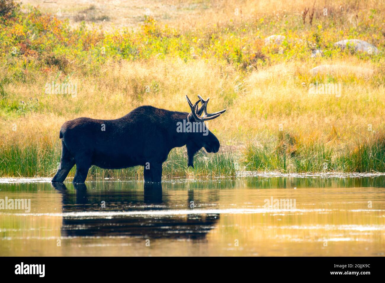 An Adult Bull Moose (Alces alces) Standing in a Mountain Lake in the ...
