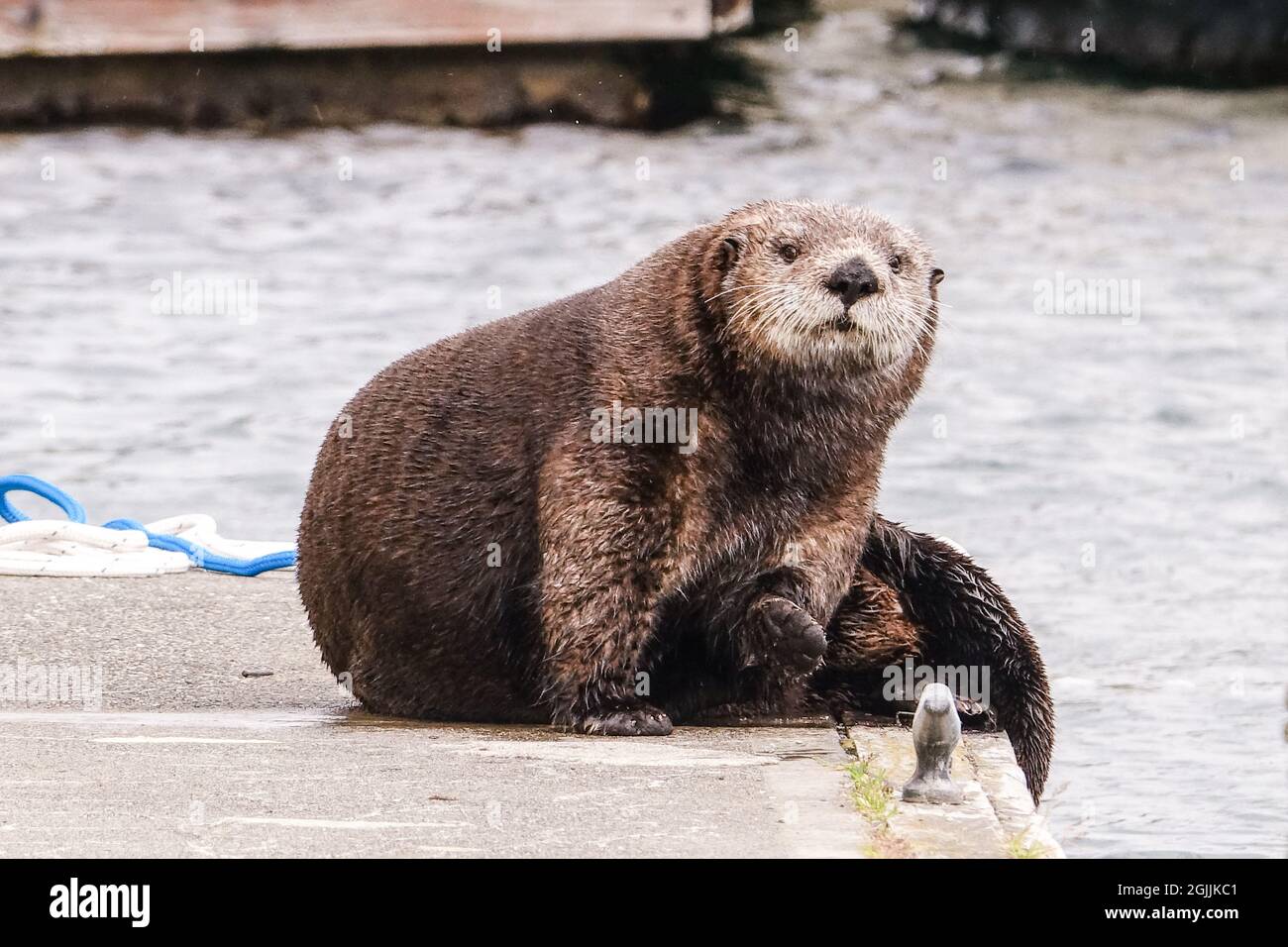 A Pregnant Northern Sea Otter Rests On A Boat Dock At The City Of Homer