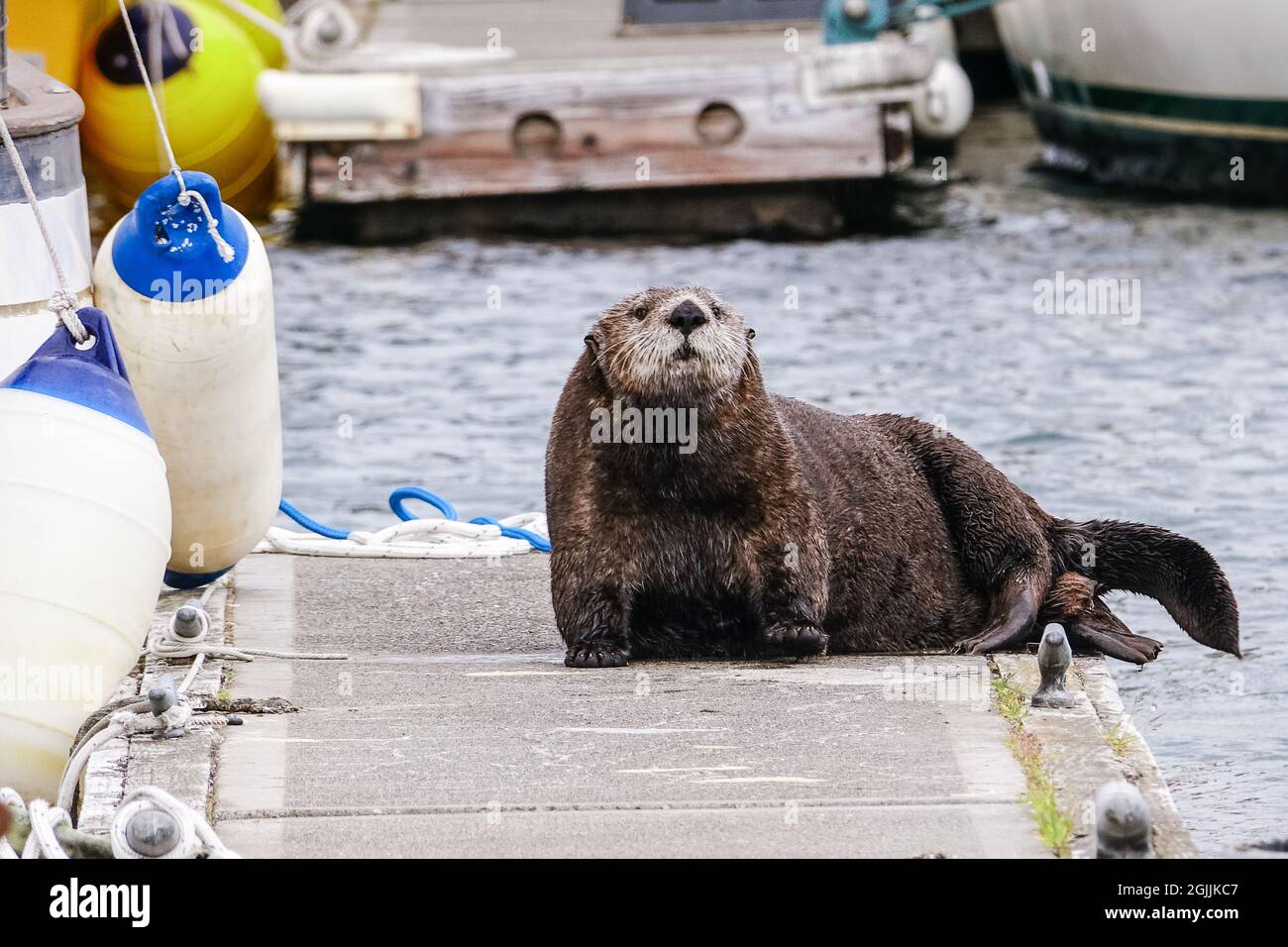 A pregnant northern sea otter rests on a boat dock at the City of Homer ...