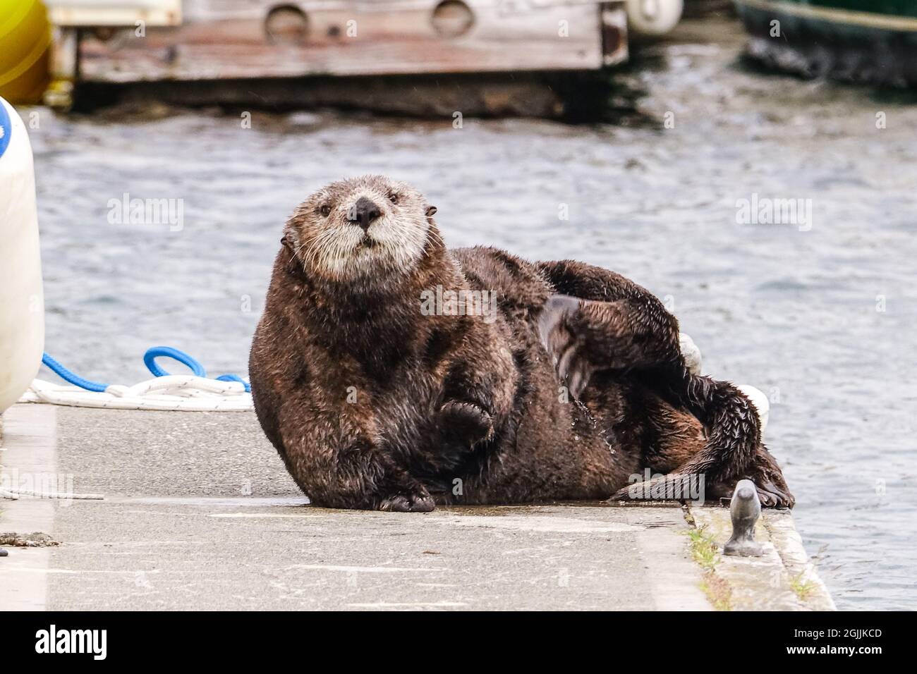 A pregnant northern sea otter rests on a boat dock at the City of Homer ...