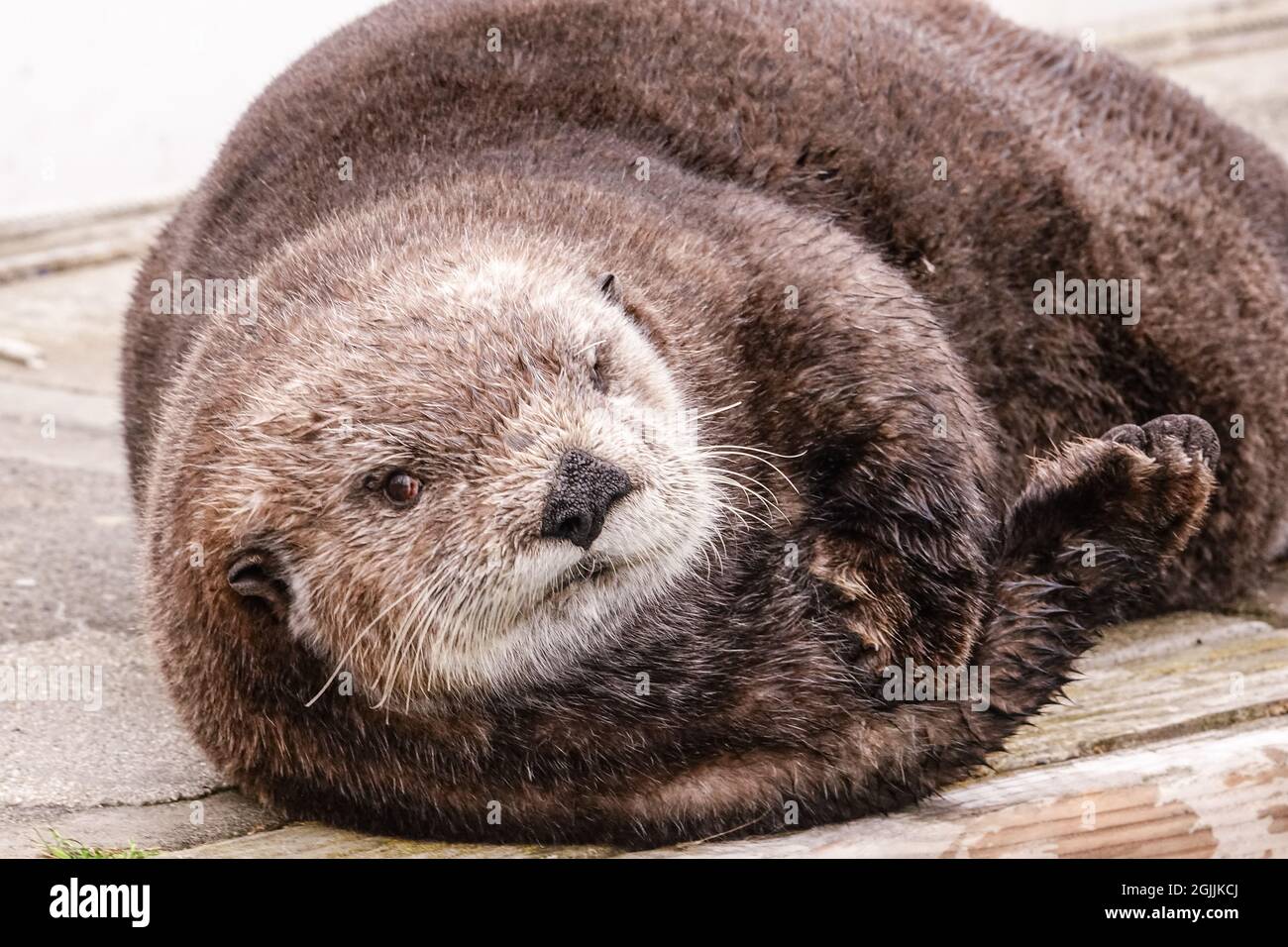 A pregnant northern sea otter rests on a boat dock at the City of Homer ...