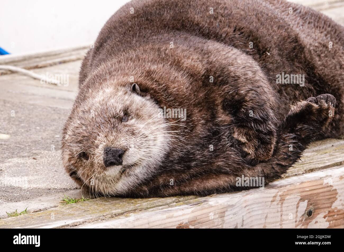 Otters sunning hi-res stock photography and images - Alamy