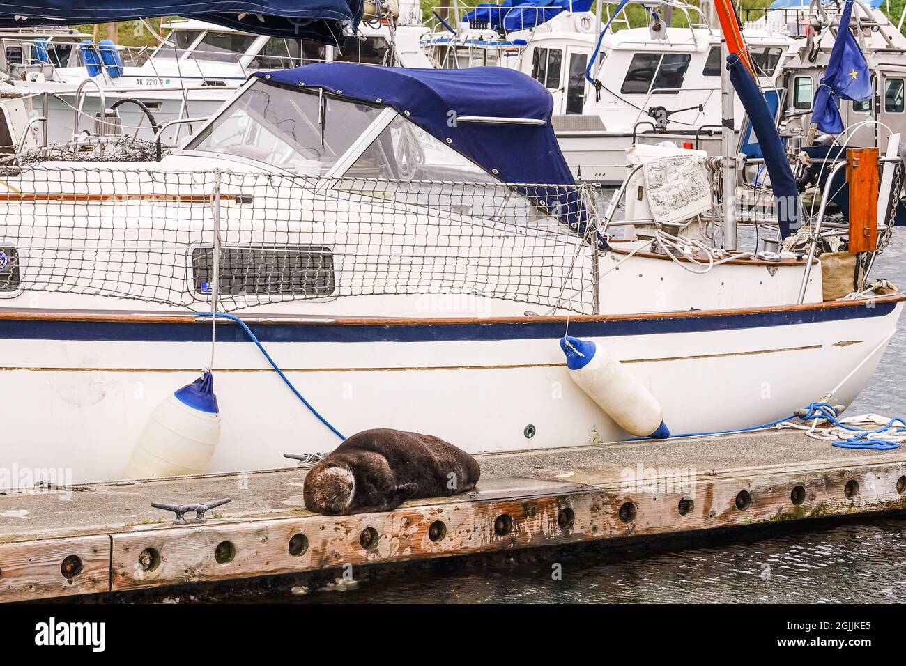 A pregnant northern sea otter rests on a boat dock at the City of Homer ...