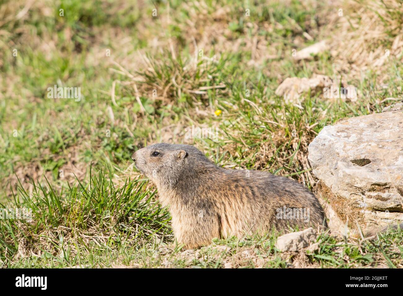 Alpine animal emblem hi-res stock photography and images - Alamy