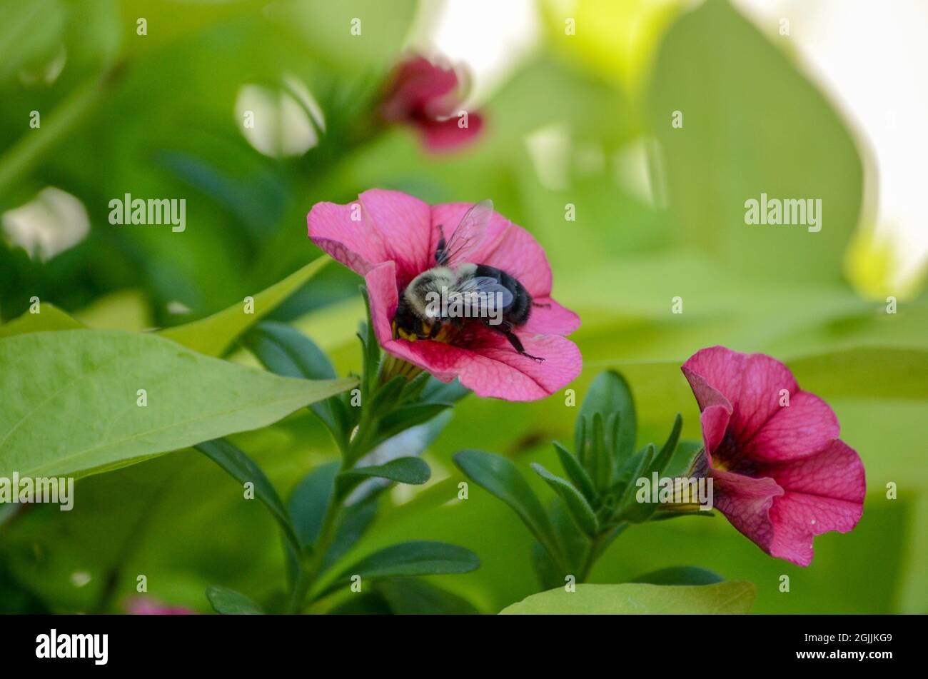 Fuzzy bumble bee hi-res stock photography and images - Alamy