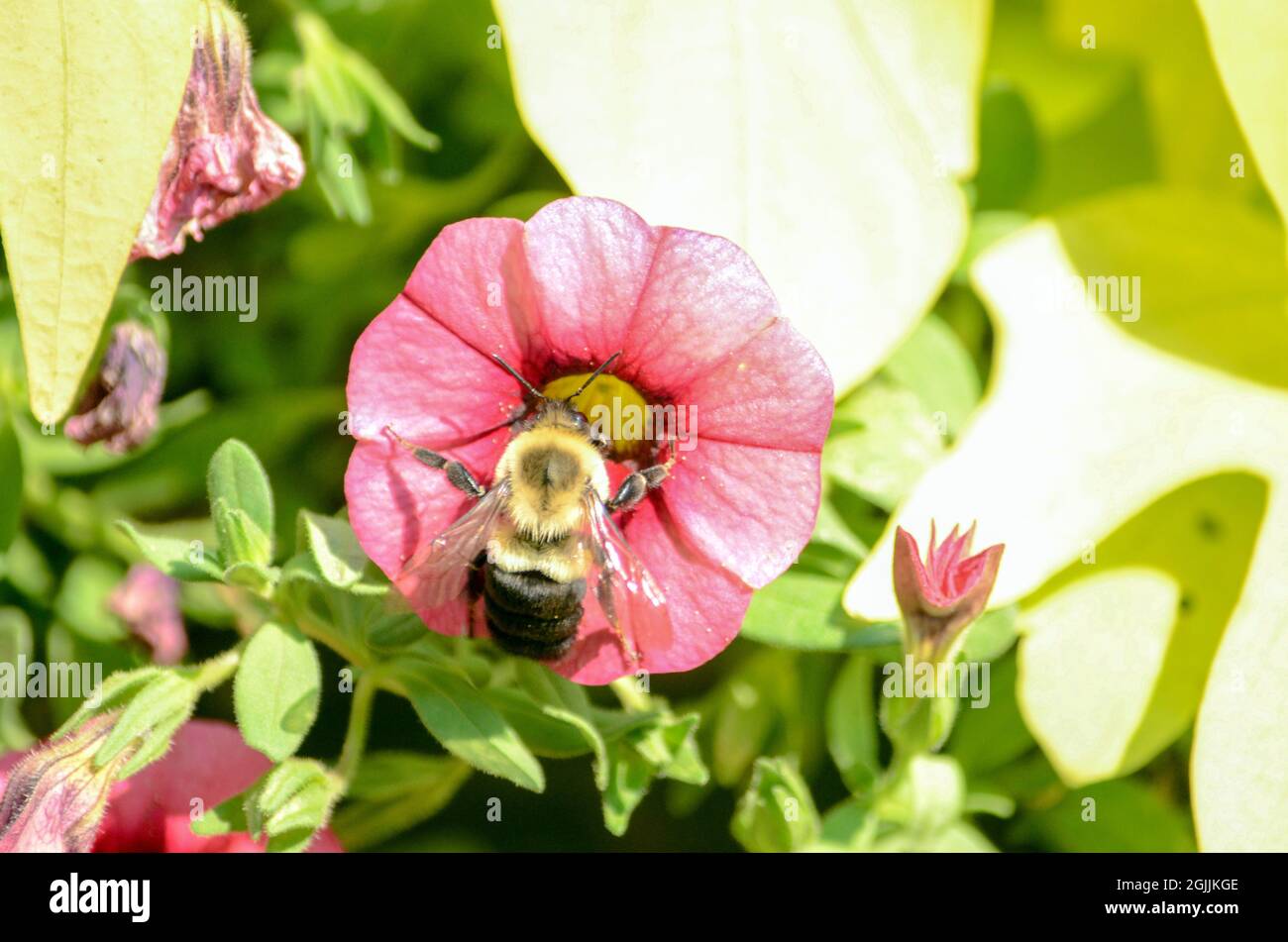 Fuzzy bumble bee hi-res stock photography and images - Alamy