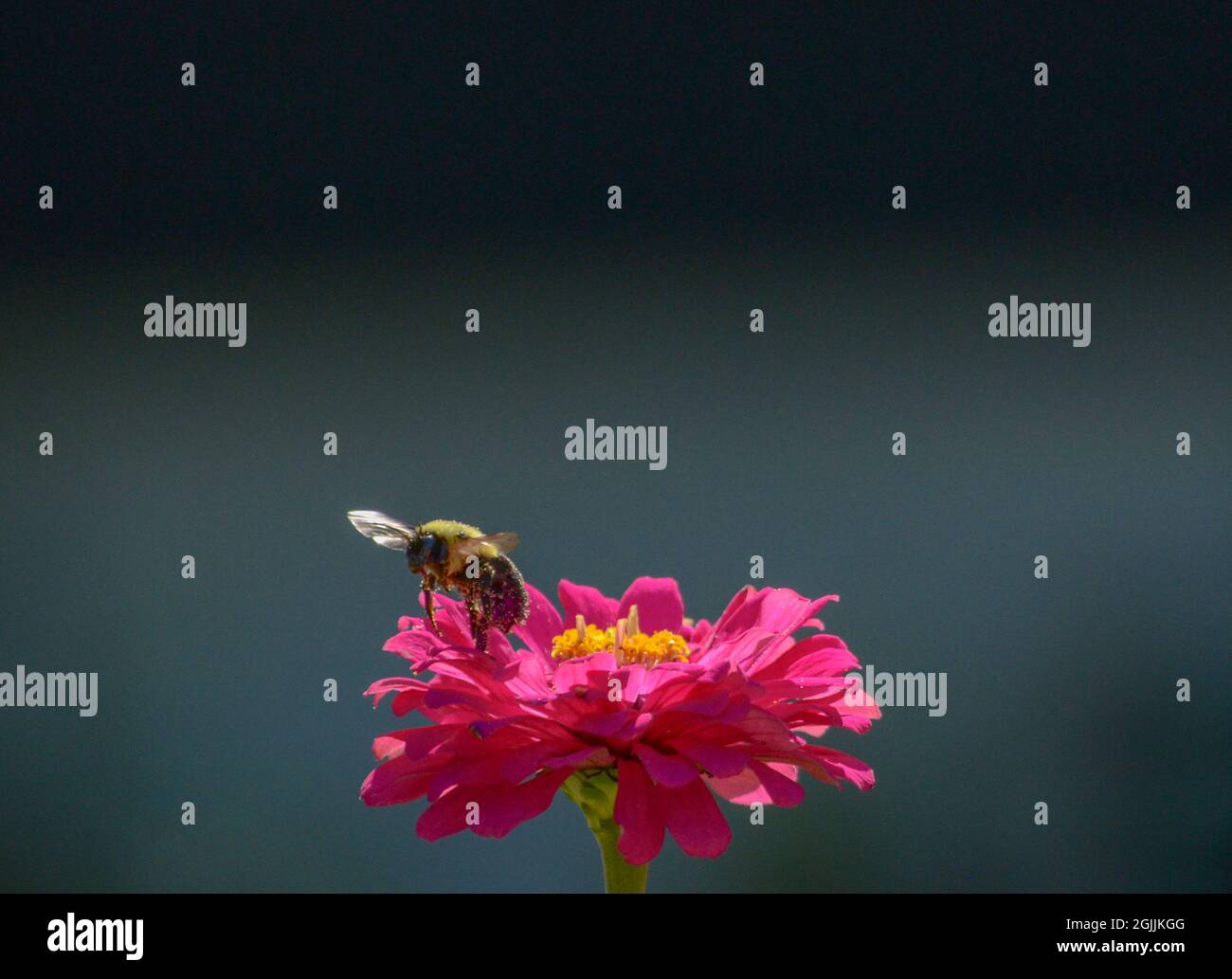 Sternites hi-res stock photography and images - Alamy